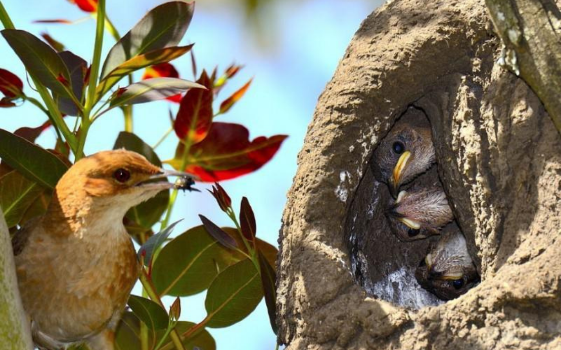 La arquitectura del hornero, el pájaro albañil - ConTexto