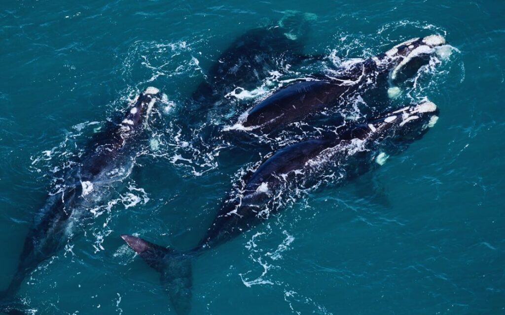 Récord de ballenas francas avistadas en Península Valdés - ConTexto
