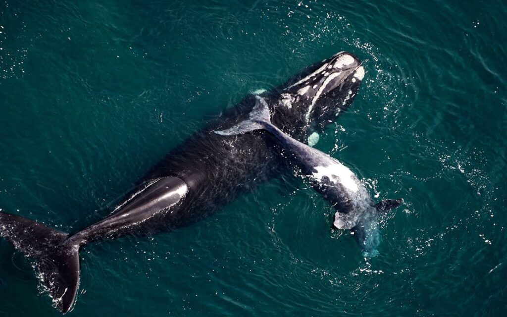 Récord de ballenas francas avistadas en Península Valdés - ConTexto